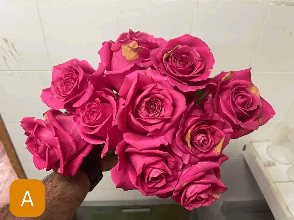 AUSOIL®: una herramienta que apoya el manejo sostenible de Botrytis ...