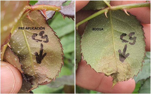 Axanta® Flora: una innovadora solución para el control de Peronospora sparsa en el cultivo de rosa