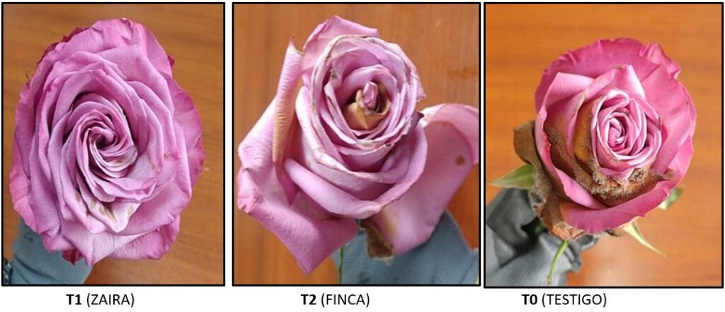 Zaira: el nuevo aliado para el control de Botrytis cinerea en rosas ...