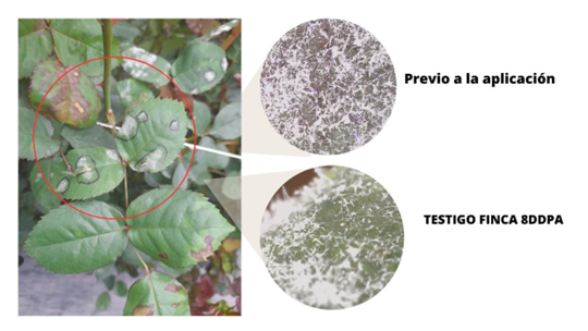 SEICAN, fungicida natural de acción eficaz para el control de mildeo ...
