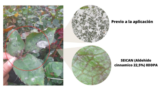 SEICAN, fungicida natural de acción eficaz para el control de mildeo ...